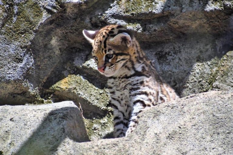 13 Examples of Crepuscular Animals (Pictures) - Wildlife Informer
