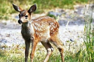 16 Interesting Facts About Baby Deer (Pictures) - Wildlife Informer