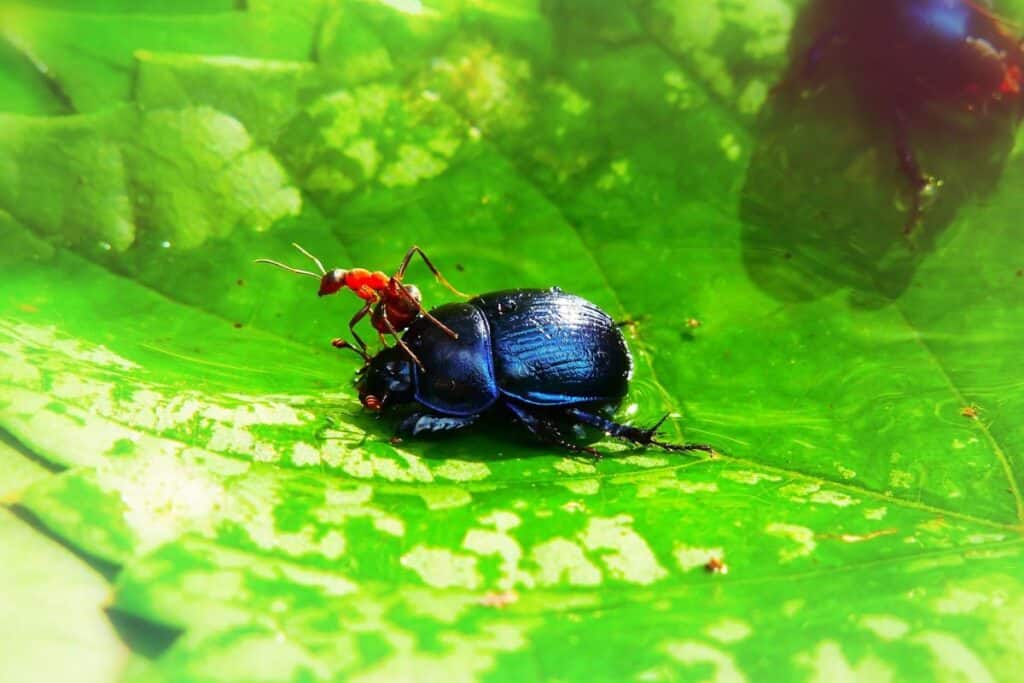 How Big is a Queen Ant? (Vs. Worker Ants) - Wildlife Informer