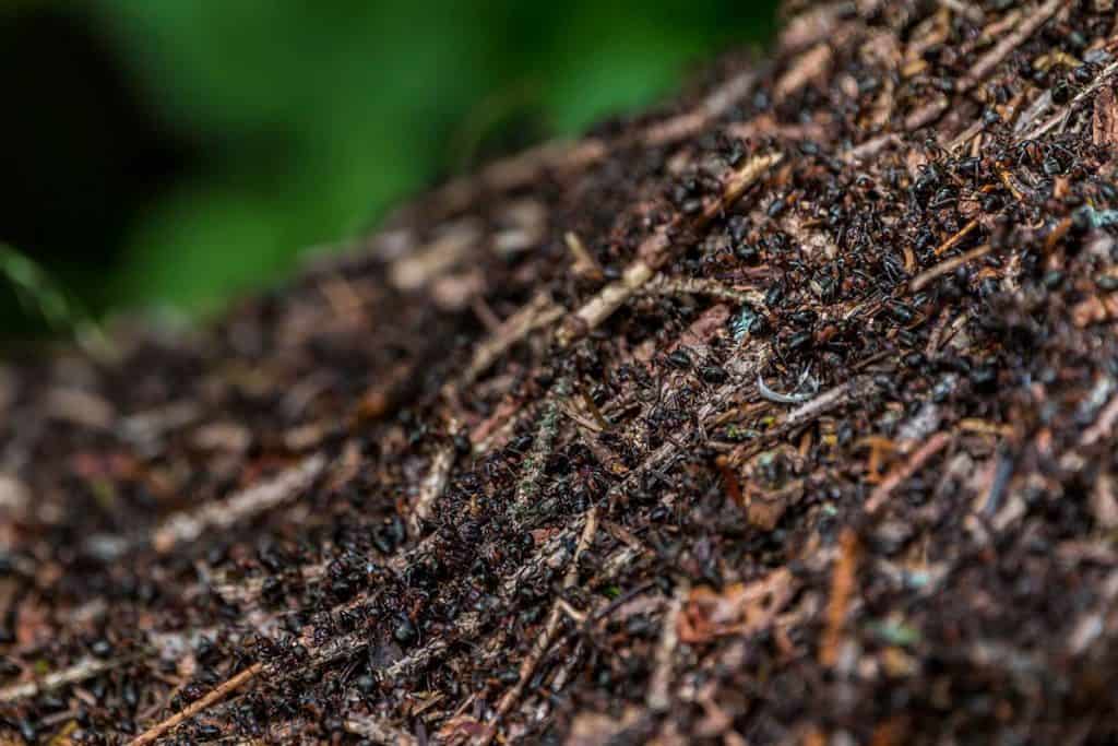 12 Facts About Bullet Ants (With Pictures) - Wildlife Informer