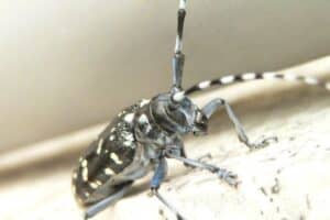 12 Beetles With Long Antennae (Pictures) - Wildlife Informer