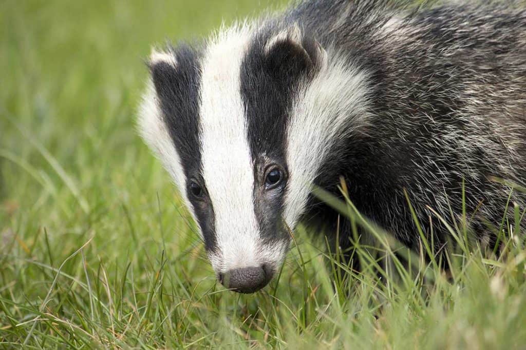 8 Interesting Examples of Skunk Predators - Wildlife Informer