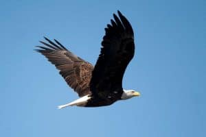 Characteristics of Eagles (8 Examples) - Wildlife Informer