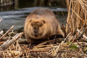 Do Beavers Live in Their Dams? - Wildlife Informer