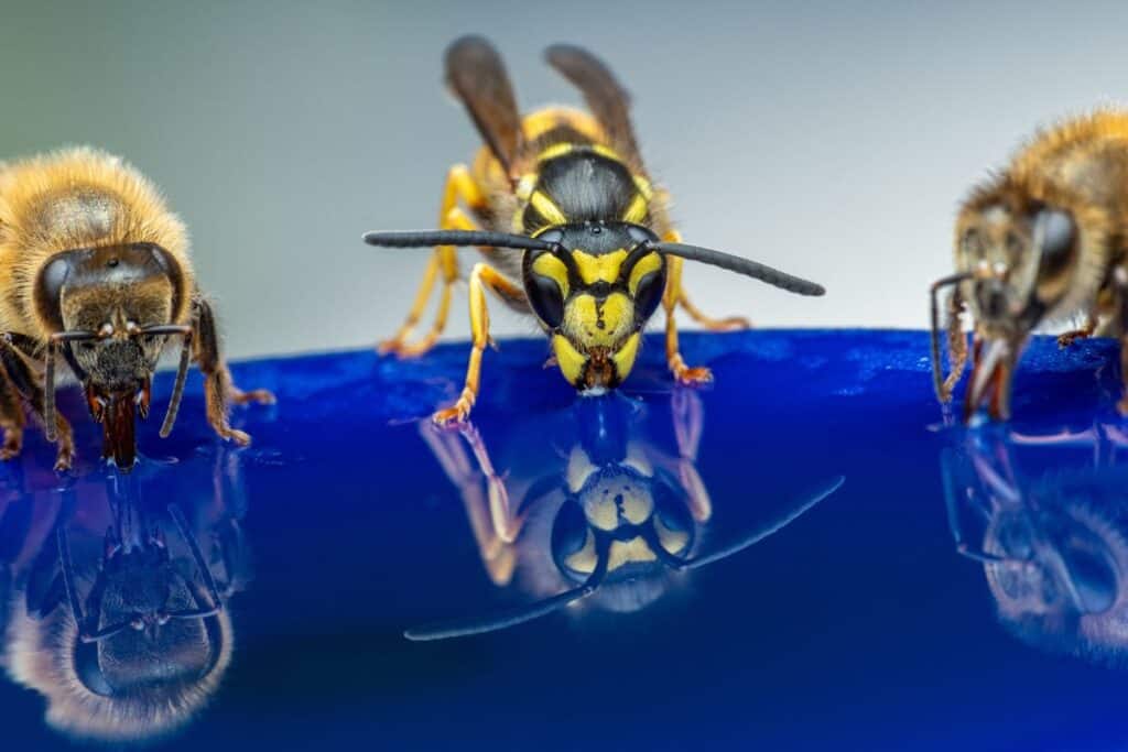 12 Wasps That Look Like Bees (Pictures) - Wildlife Informer
