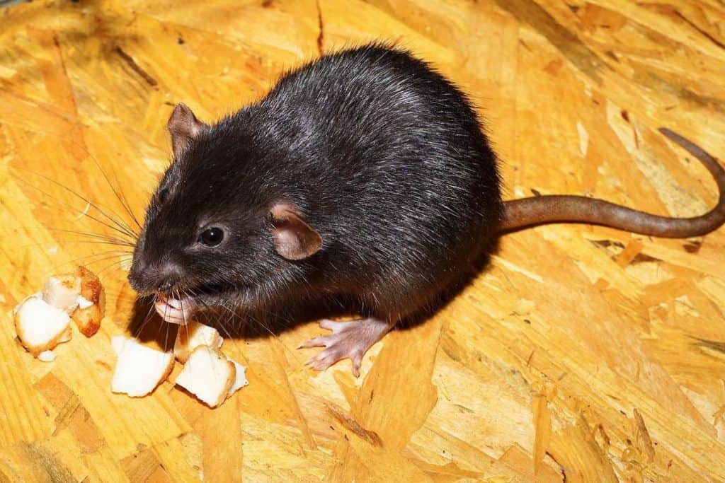 15 Unique Characteristics of Rats - Wildlife Informer