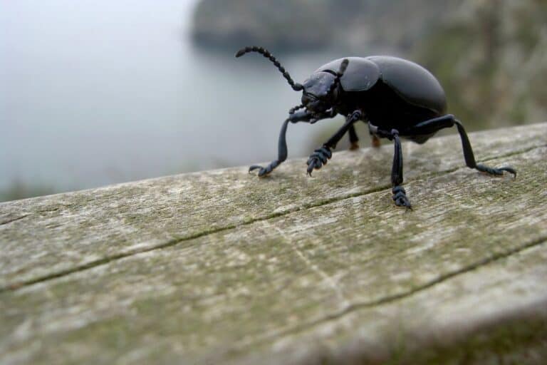12 Beetles With Long Antennae (Pictures) - Wildlife Informer