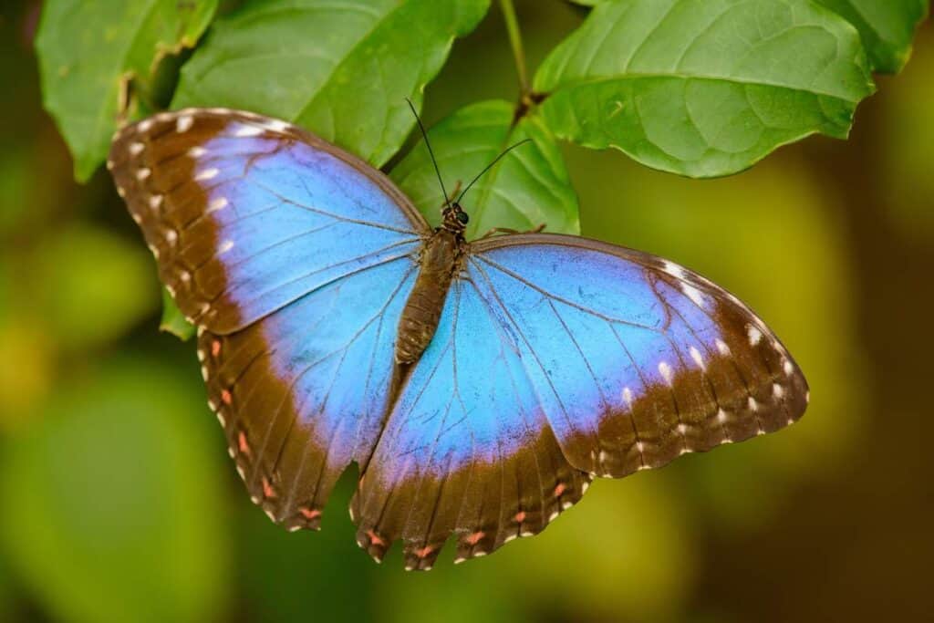 12 Types of Blue Butterflies (With Pictures) - Wildlife Informer
