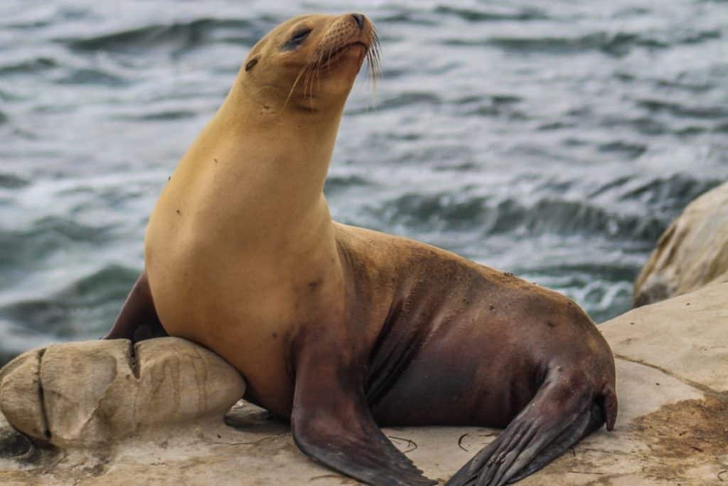 9 Animals Like Seals (How They're Similar) - Wildlife Informer