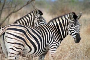 The 3 Types of Zebras (and 11 Species) - Wildlife Informer