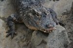 Do Alligators Eat Humans? (The Truth) - Wildlife Informer