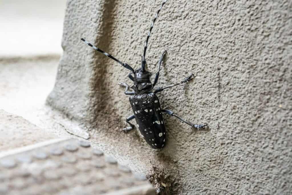 12 Beetles With Long Antennae (Pictures) - Wildlife Informer