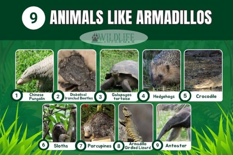 9 Examples of Animals Like Armadillos (Pictures) - Wildlife Informer