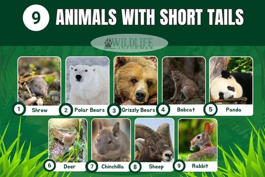 9 Animals With Short Tails (Pictures) - Wildlife Informer