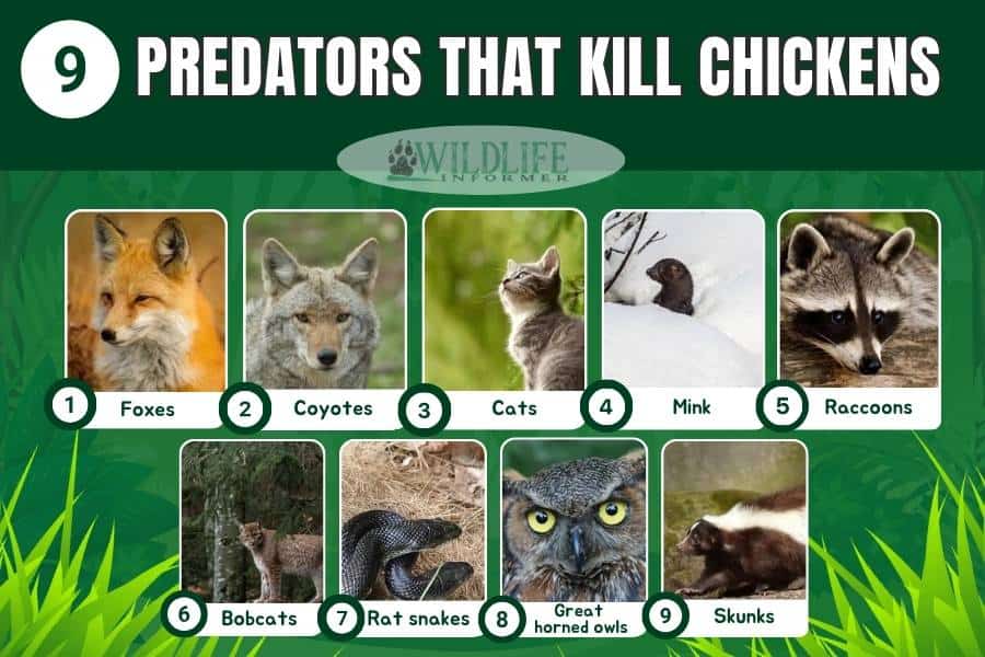 9 Predators That Kill Chickens (Examples & Tips) - Wildlife Informer