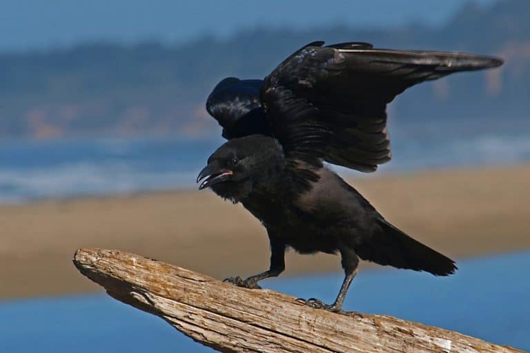 11 Birds Like Crows (Pictures & Facts) - Wildlife Informer