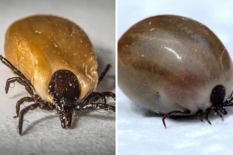 Engorged Deer Tick Vs Engorged Dog Tick - Wildlife Informer