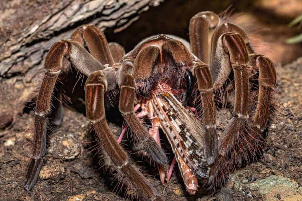 Are There Tarantulas in Florida? - Wildlife Informer