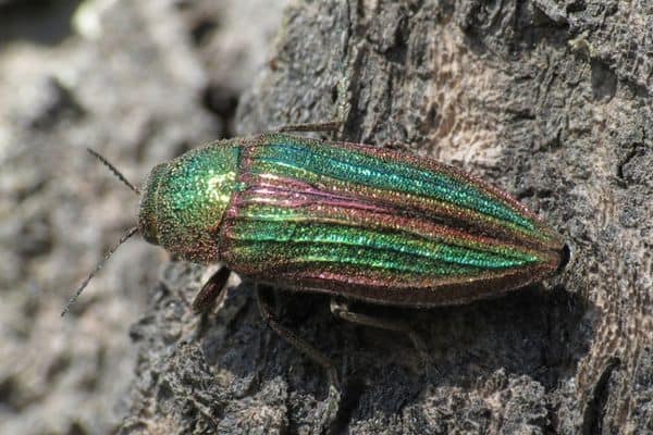 10 Types of Beetles With Stripes (Pictures) - Wildlife Informer