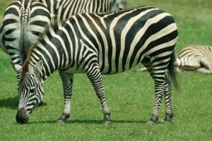 The 3 Types of Zebras (and 11 Species) - Wildlife Informer