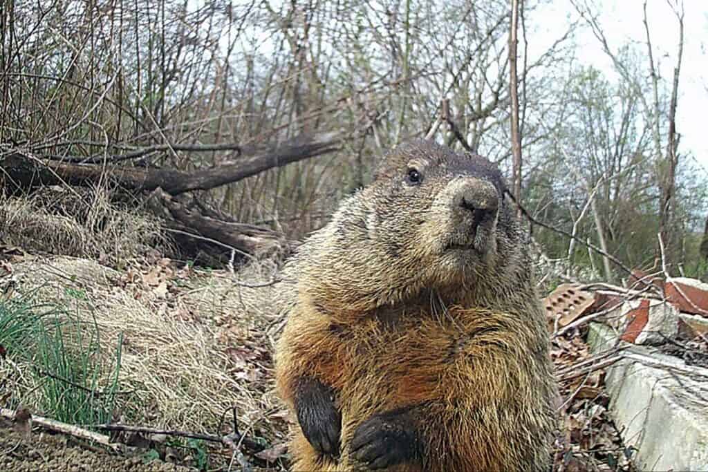How to Get Rid of Groundhogs Under a Shed (9 Tips) - Wildlife Informer
