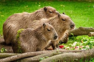 15 Animals Like Capybara (With Pictures) - Wildlife Informer