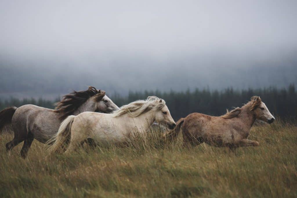 9 Places to See Wild Horses in the US - Wildlife Informer