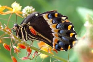 12 Types of Swallowtail Butterflies (Pictures) - Wildlife Informer