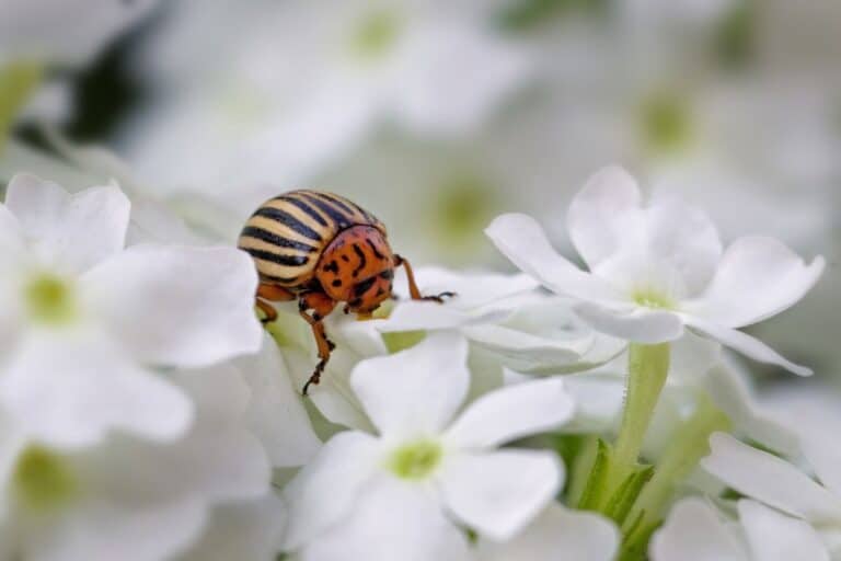 10 Types of Beetles With Stripes (Pictures) - Wildlife Informer