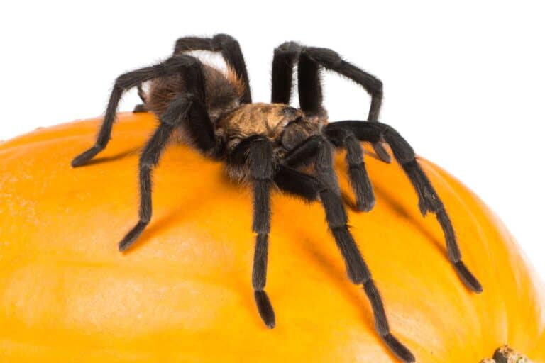 Tarantulas in Missouri (Pictures & Facts) - Wildlife Informer