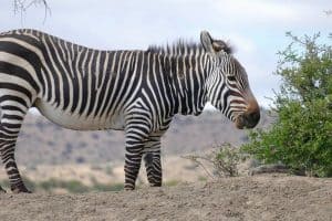 The 3 Types of Zebras (and 11 Species) - Wildlife Informer