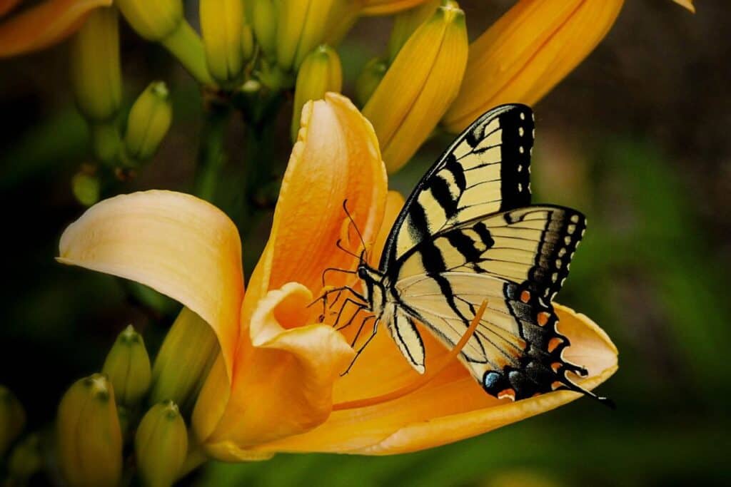 12 Types of Swallowtail Butterflies (Pictures) - Wildlife Informer