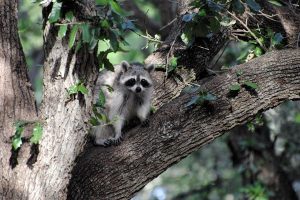 Raccoon - Wildlife Informer