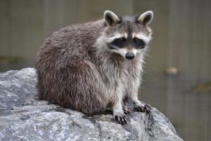 12 Unique Characteristics of Raccoons - Wildlife Informer
