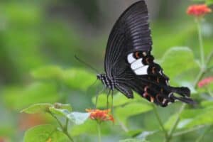 12 Types of Swallowtail Butterflies (Pictures) - Wildlife Informer