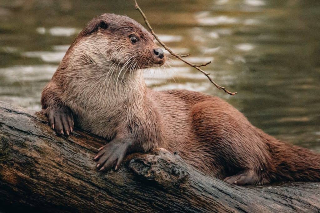 11 Examples of Animals Like Otters (Pictures) - Wildlife Informer