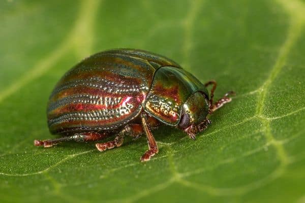 10 Types of Beetles With Stripes (Pictures) - Wildlife Informer
