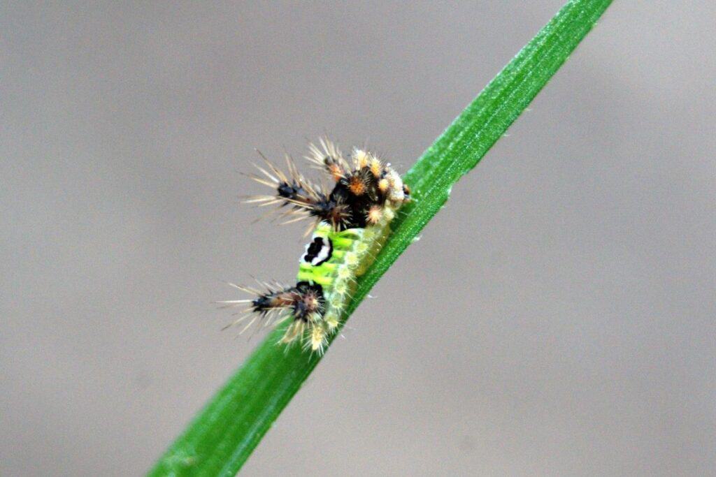 7 Poisonous Caterpillars in Florida (Venomous) - Wildlife Informer