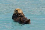 9 Animals Like Seals (How They're Similar) - Wildlife Informer
