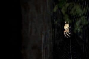 Can Spiders See in the Dark? (Explained) - Wildlife Informer