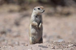 5 Ground Squirrels in Arizona (With Pictures) - Wildlife Informer
