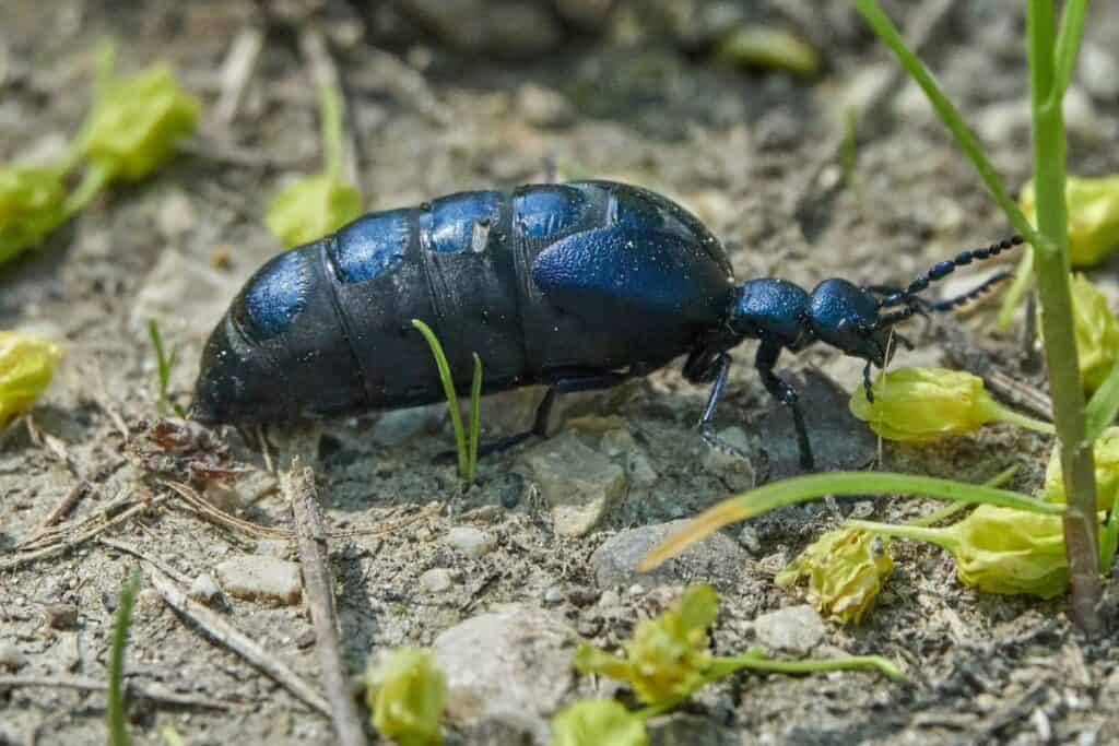 How Big is a Queen Ant? (Vs. Worker Ants) - Wildlife Informer