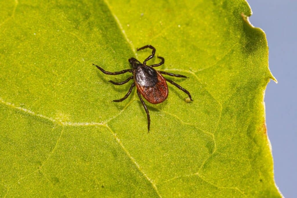 12 Interesting Facts About Ticks - Wildlife Informer