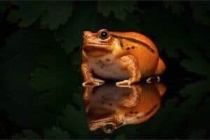 5 Frogs That Eat Spiders (Pictures) - Wildlife Informer