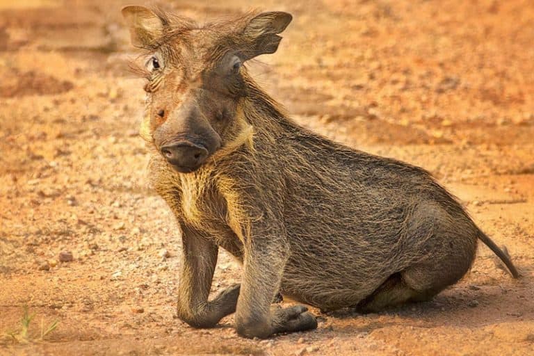 7 Ugly Animal Babies (With Pictures) - Wildlife Informer