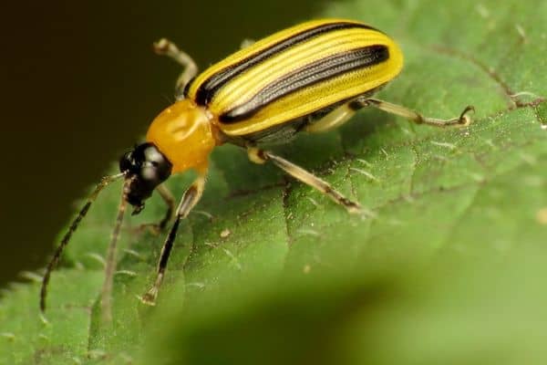 10 Types of Beetles With Stripes (Pictures) - Wildlife Informer