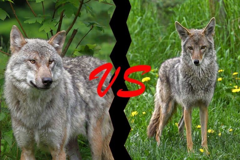 Wolf Vs Coyote (5 Key differences) - Wildlife Informer