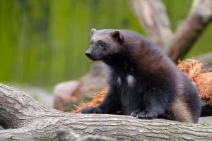 Badger Vs Wolverine (8 differences) - Wildlife Informer