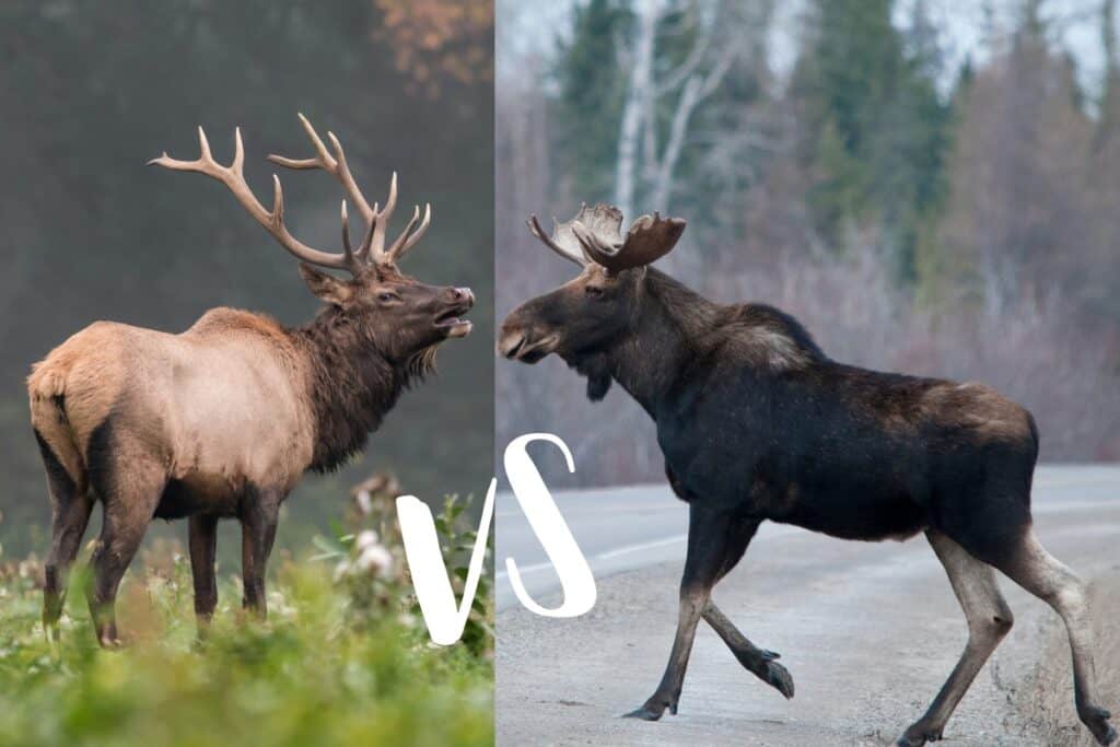 Elk Vs Moose (11 Main Differences) - Wildlife Informer