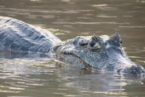 Do Alligators Eat Humans? (The Truth) - Wildlife Informer